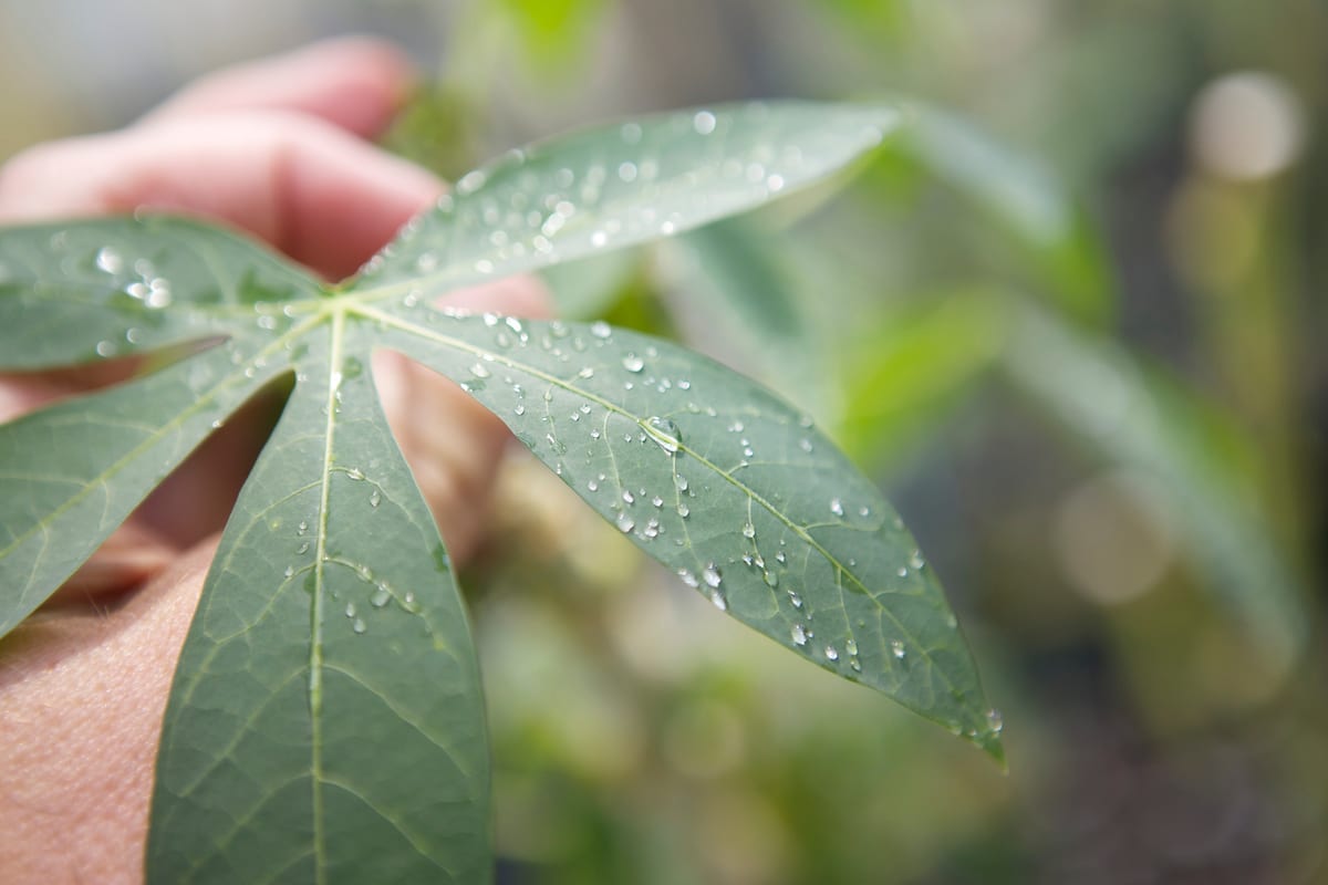Improved Cassava for Farmers Being Assessed by Kenyan Government ...