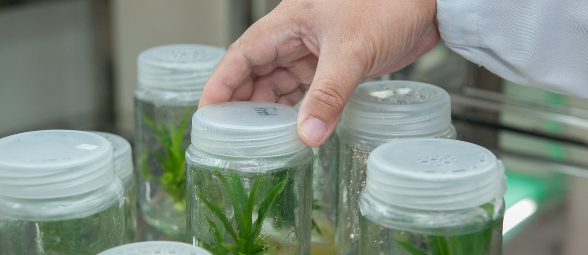 Scientific Seminar Series: Sona Pandey - Danforth Plant Science Center